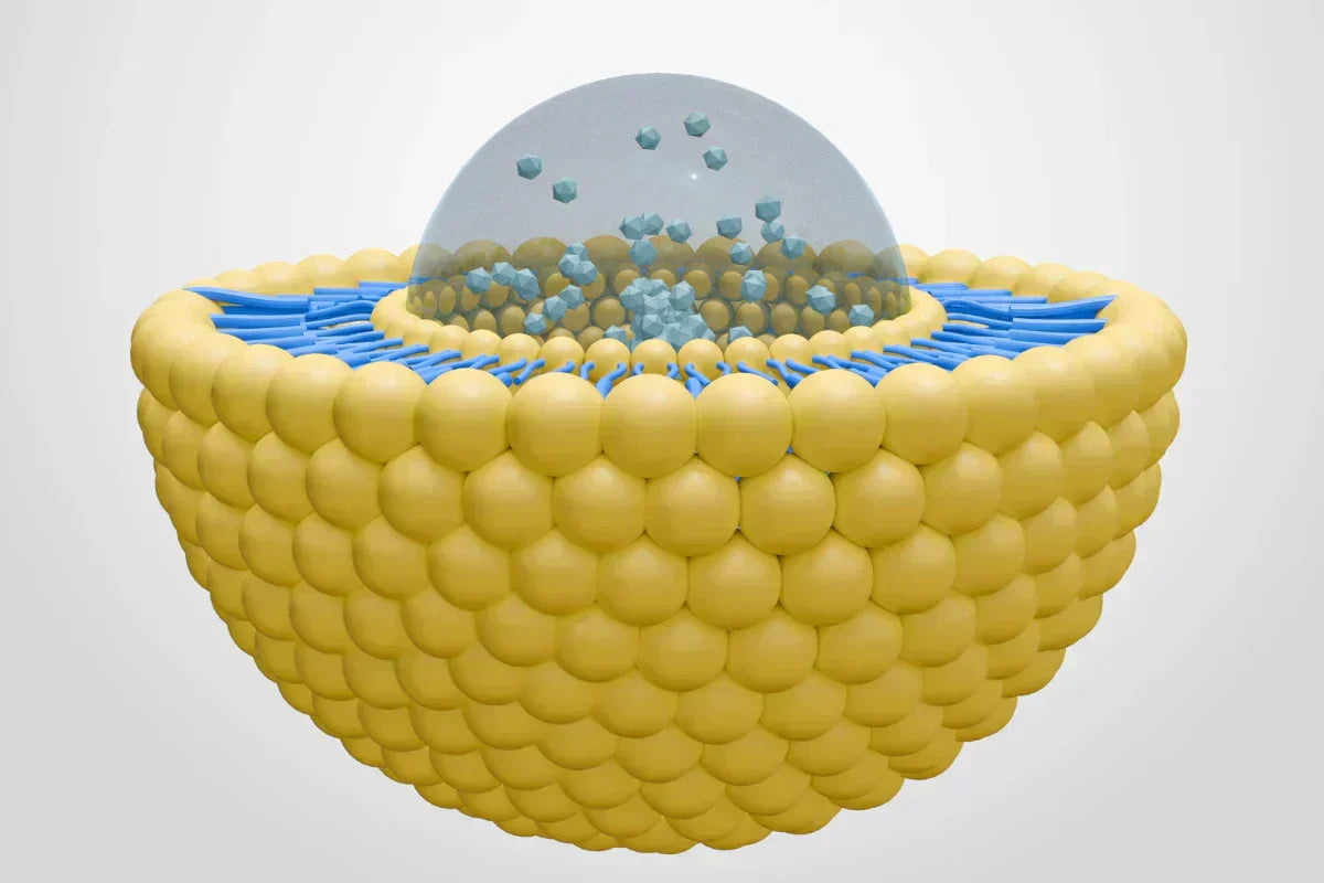 Encapsulated Enzymes for Skincare | Gentle Exfoliation with High Efficacy